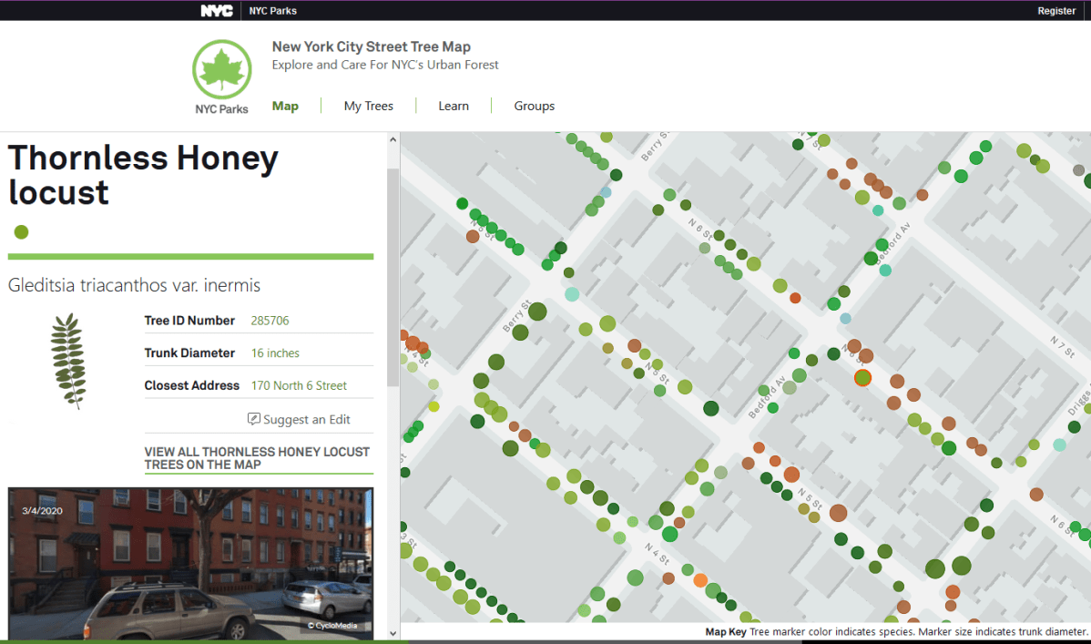 Care for a Street Tree – The Greenline